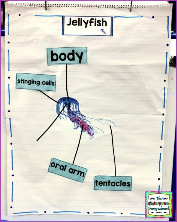 ocean labeling – The Kindergarten Smorgasboard