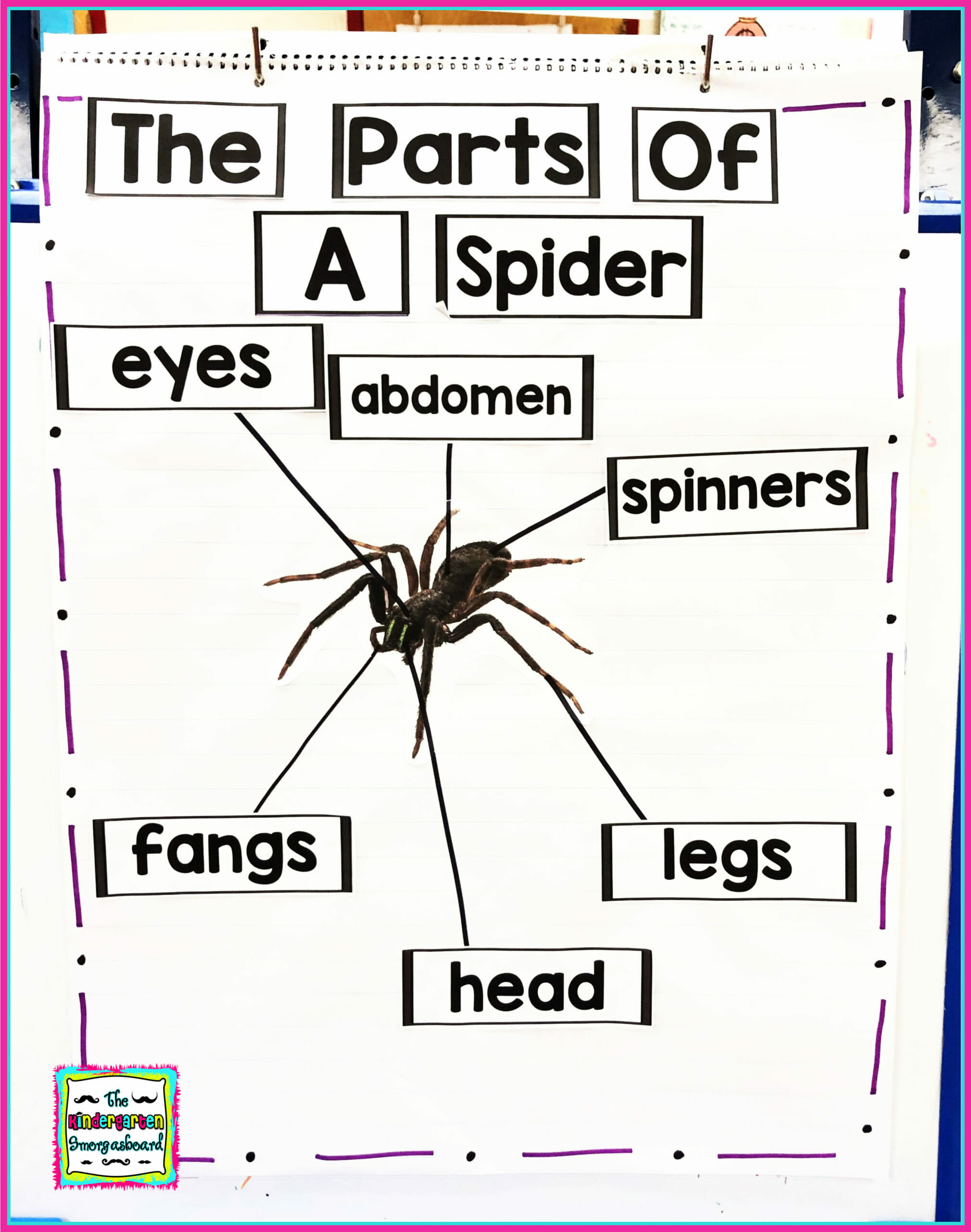 spiders lesson plans – The Kindergarten Smorgasboard