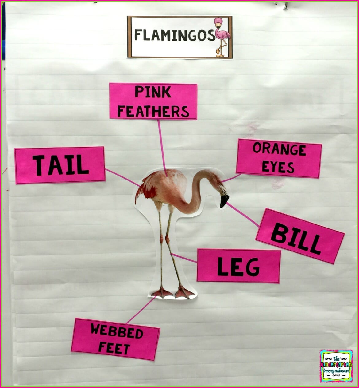 Zoo Animals and Place Value: Schedulin’ Sunday – The Kindergarten ...