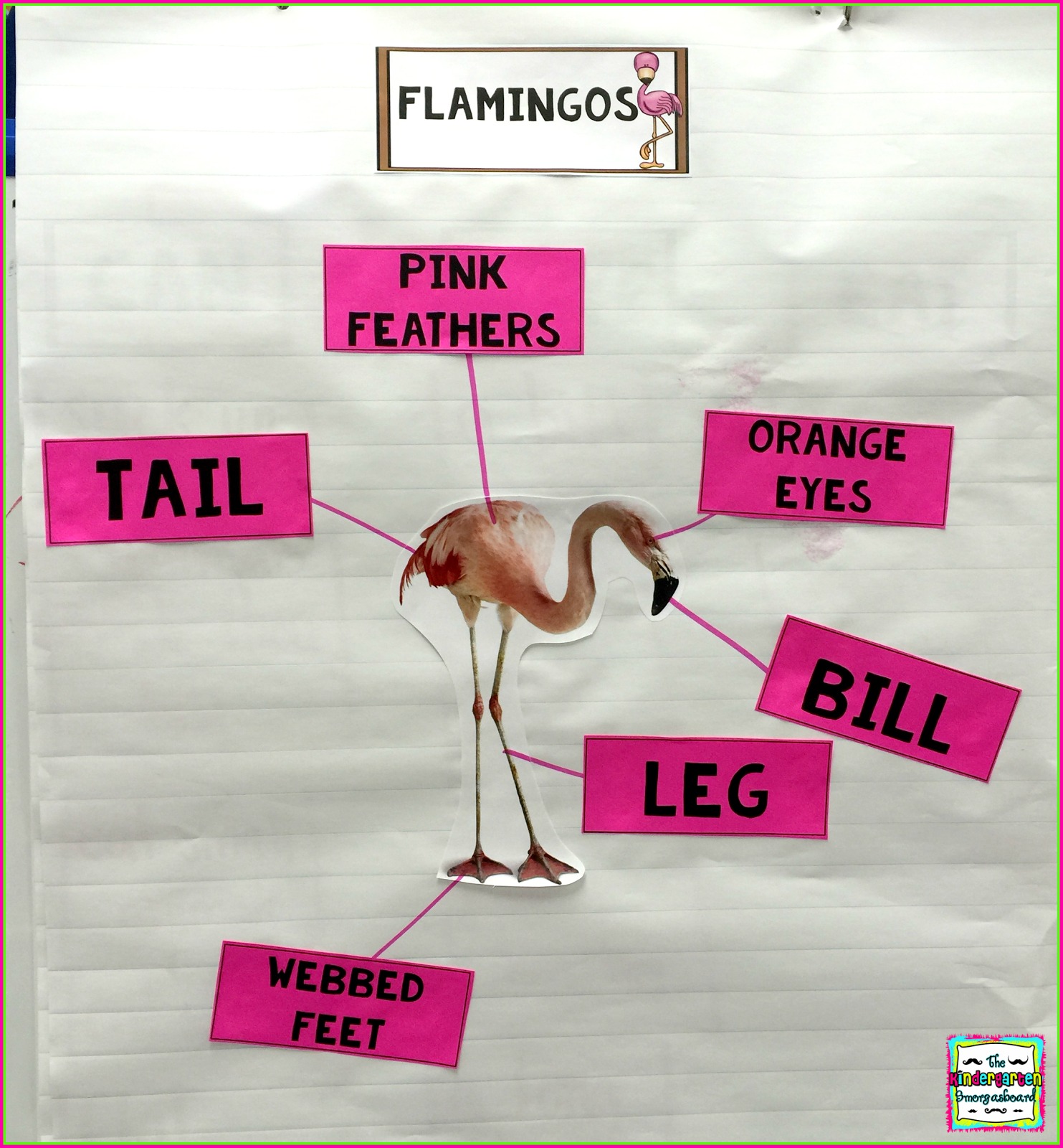 Zoo Animals and Place Value: Schedulin’ Sunday – The Kindergarten ...