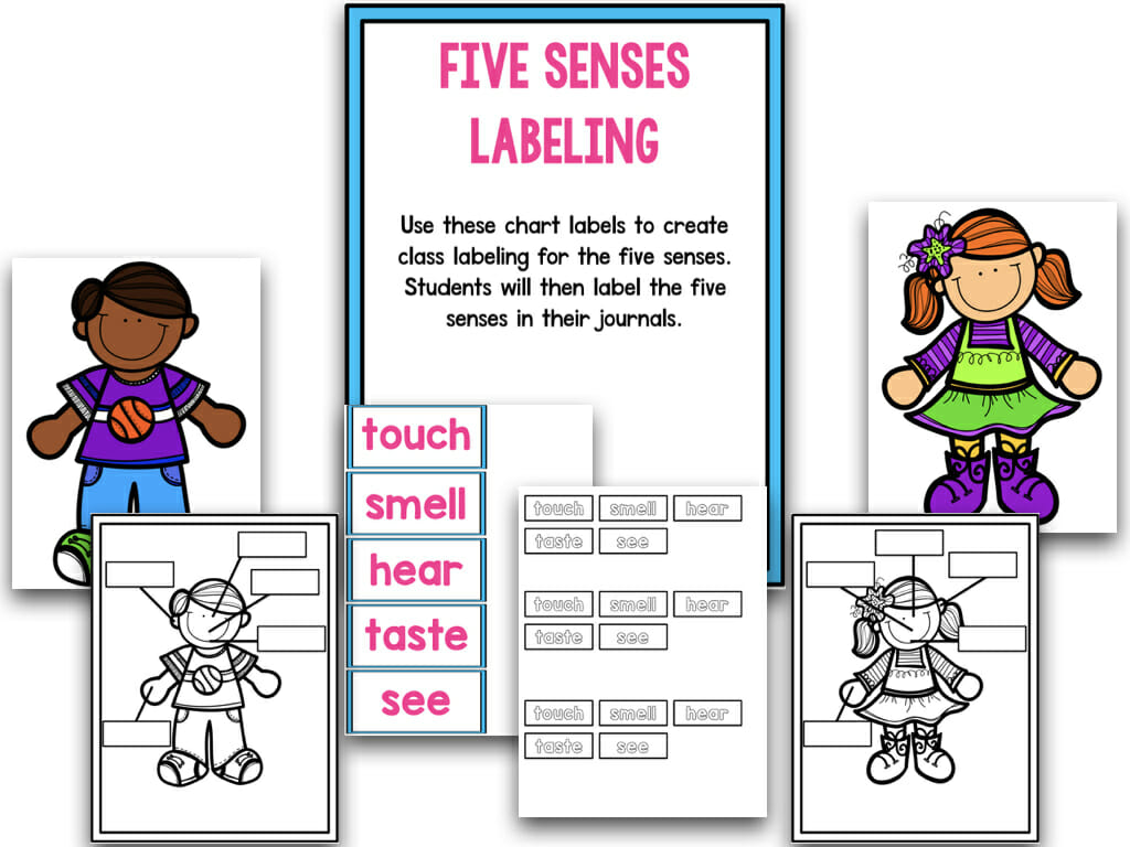 Five Senses And Human Body: Schedulin’ Sunday – The Kindergarten ...