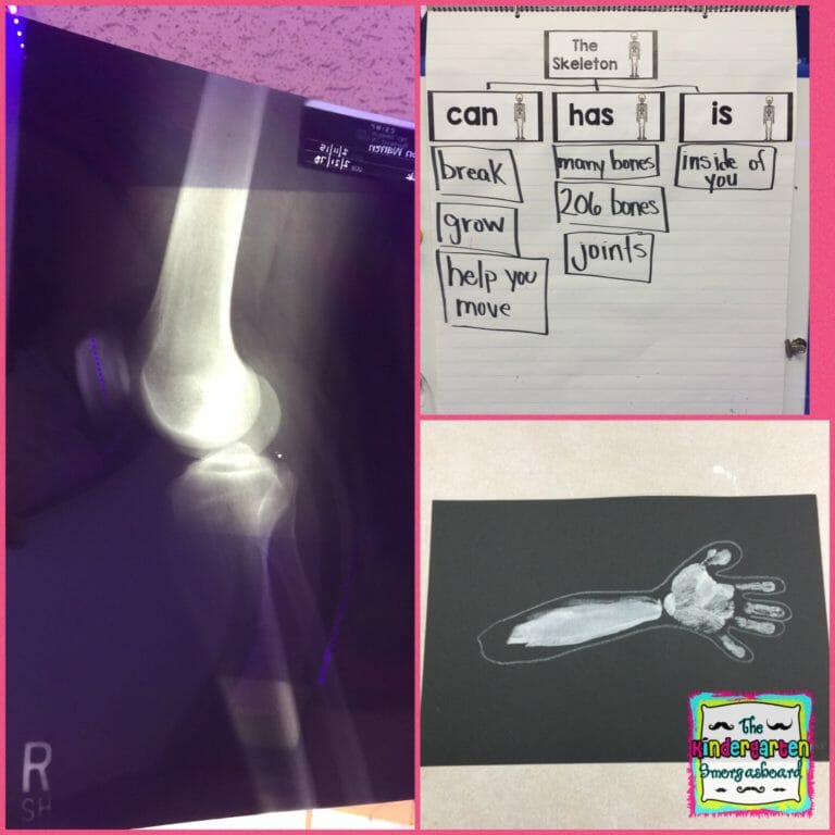 Human Body Research Project – The Kindergarten Smorgasboard