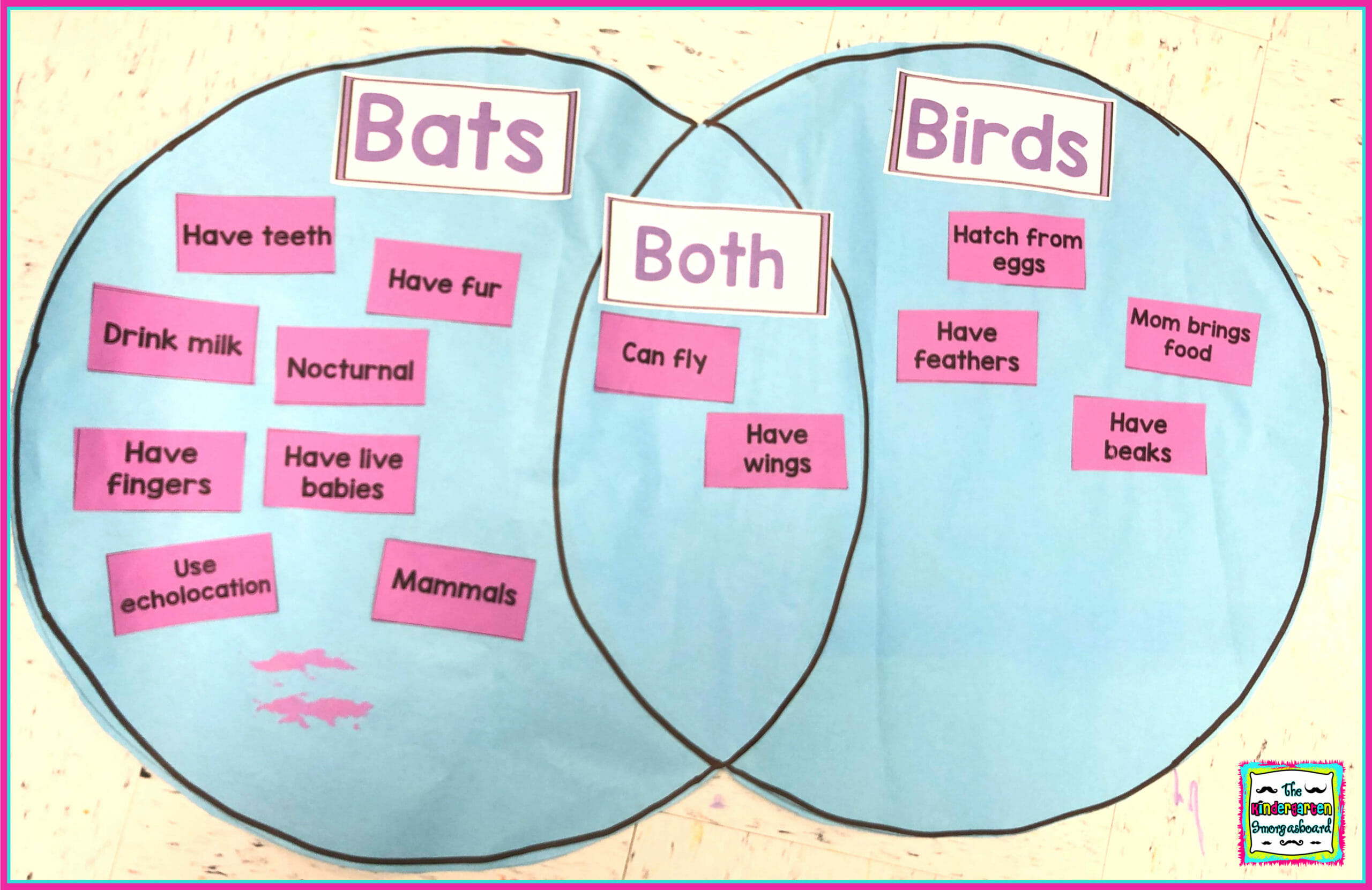 comparing bats and birds – The Kindergarten Smorgasboard