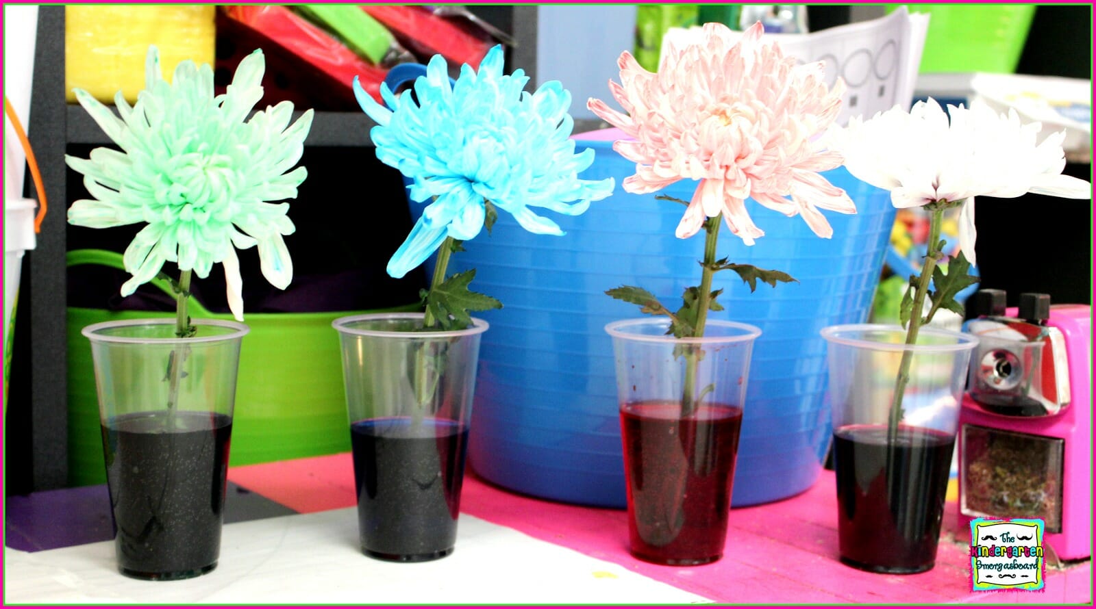 Plant Research Project: Schedulin Sunday – The Kindergarten Smorgasboard