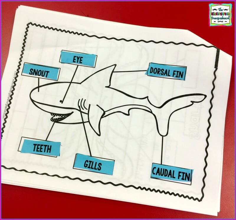 Ocean Animals: Schedulin’ Sunday – The Kindergarten Smorgasboard