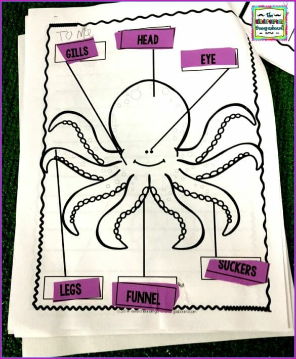 octopus labeling | The Kindergarten Smorgasboard