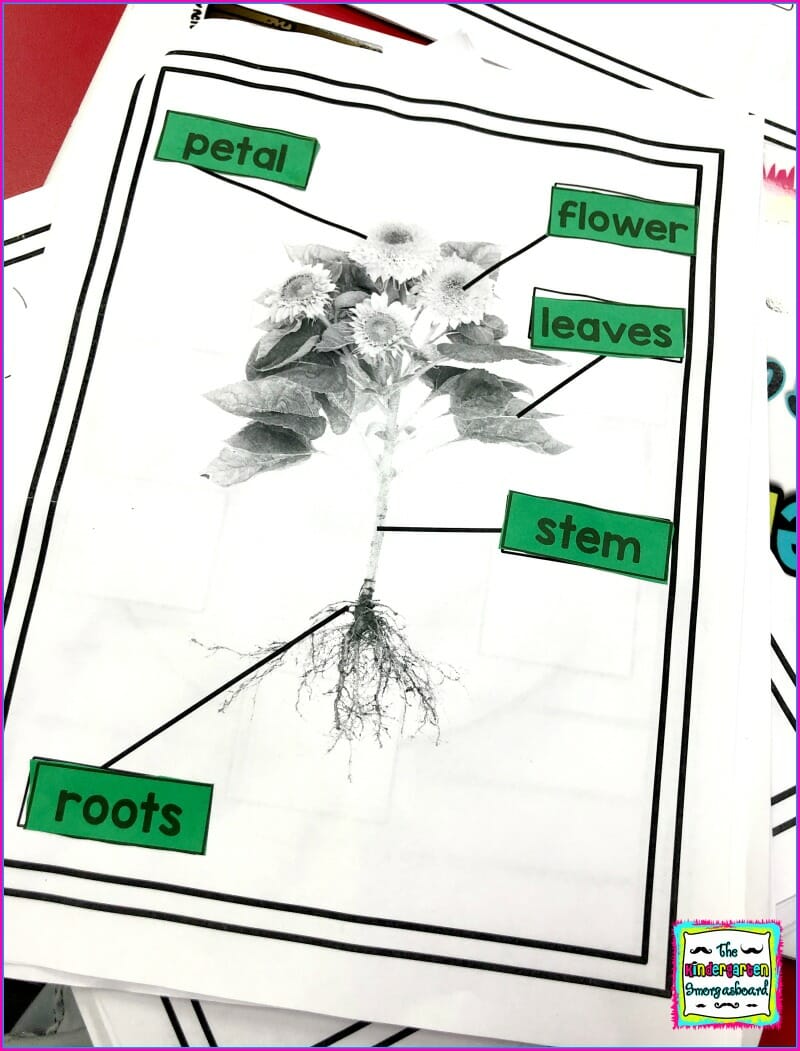 plant labeling – The Kindergarten Smorgasboard