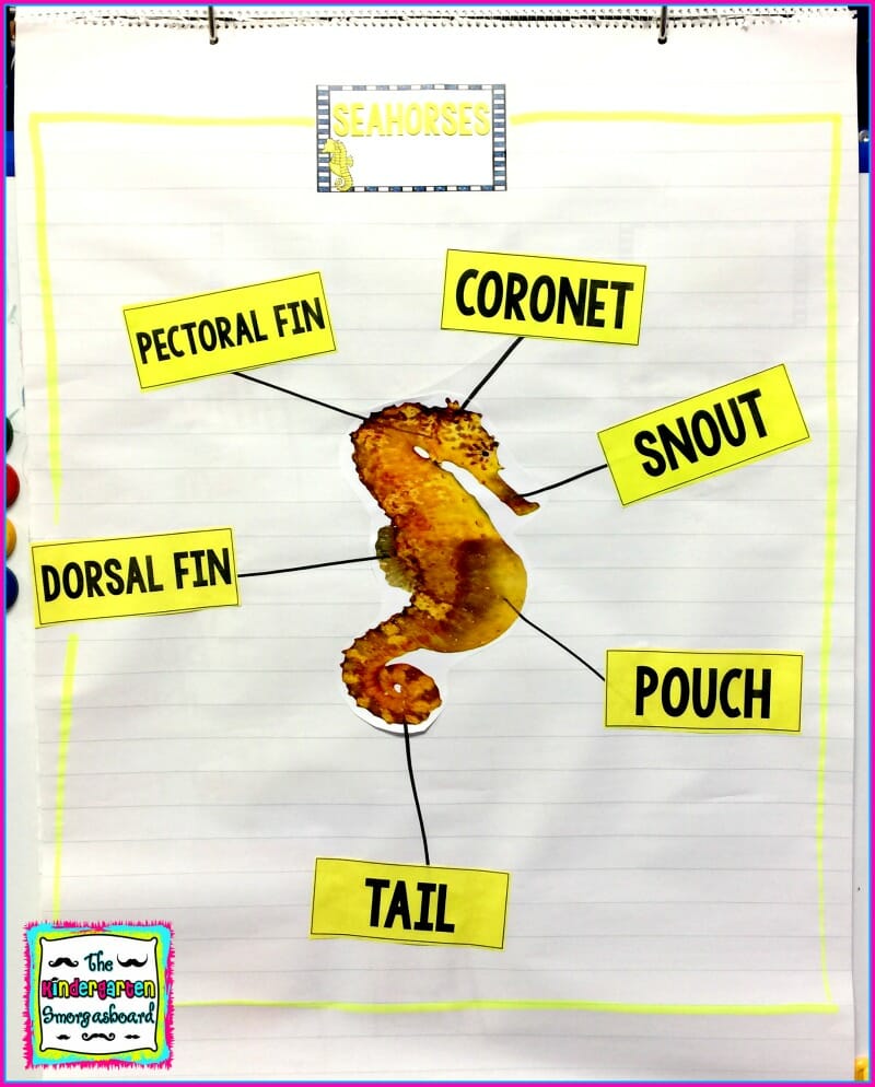 Ocean Animals: Schedulin’ Sunday – The Kindergarten Smorgasboard