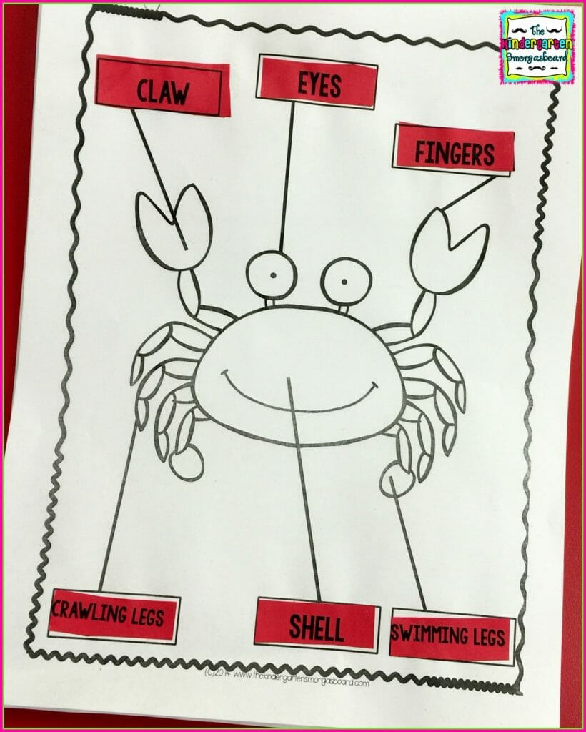 Ocean Animals: Schedulin Sunday – The Kindergarten Smorgasboard