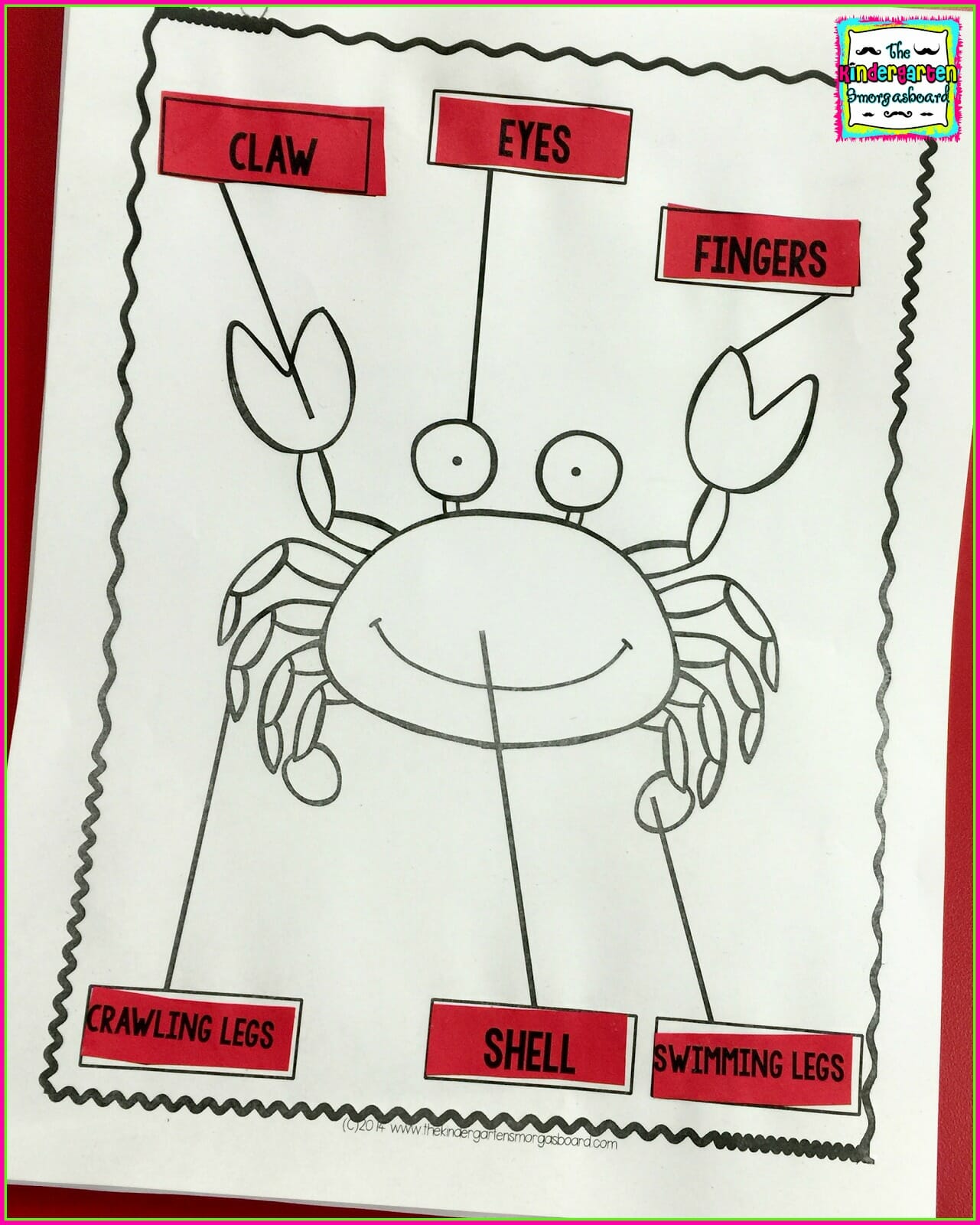 Ocean Animals: Schedulin Sunday – The Kindergarten Smorgasboard