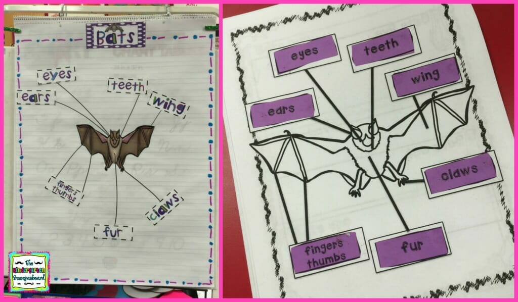 Bats: Schedulin Sunday – The Kindergarten Smorgasboard