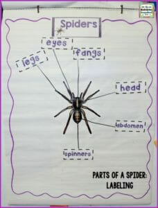 Spiders: Schedulin’ Sunday – The Kindergarten Smorgasboard