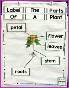 Schedulin Sunday: Plants, Vowels And Teen Numbers – The Kindergarten ...