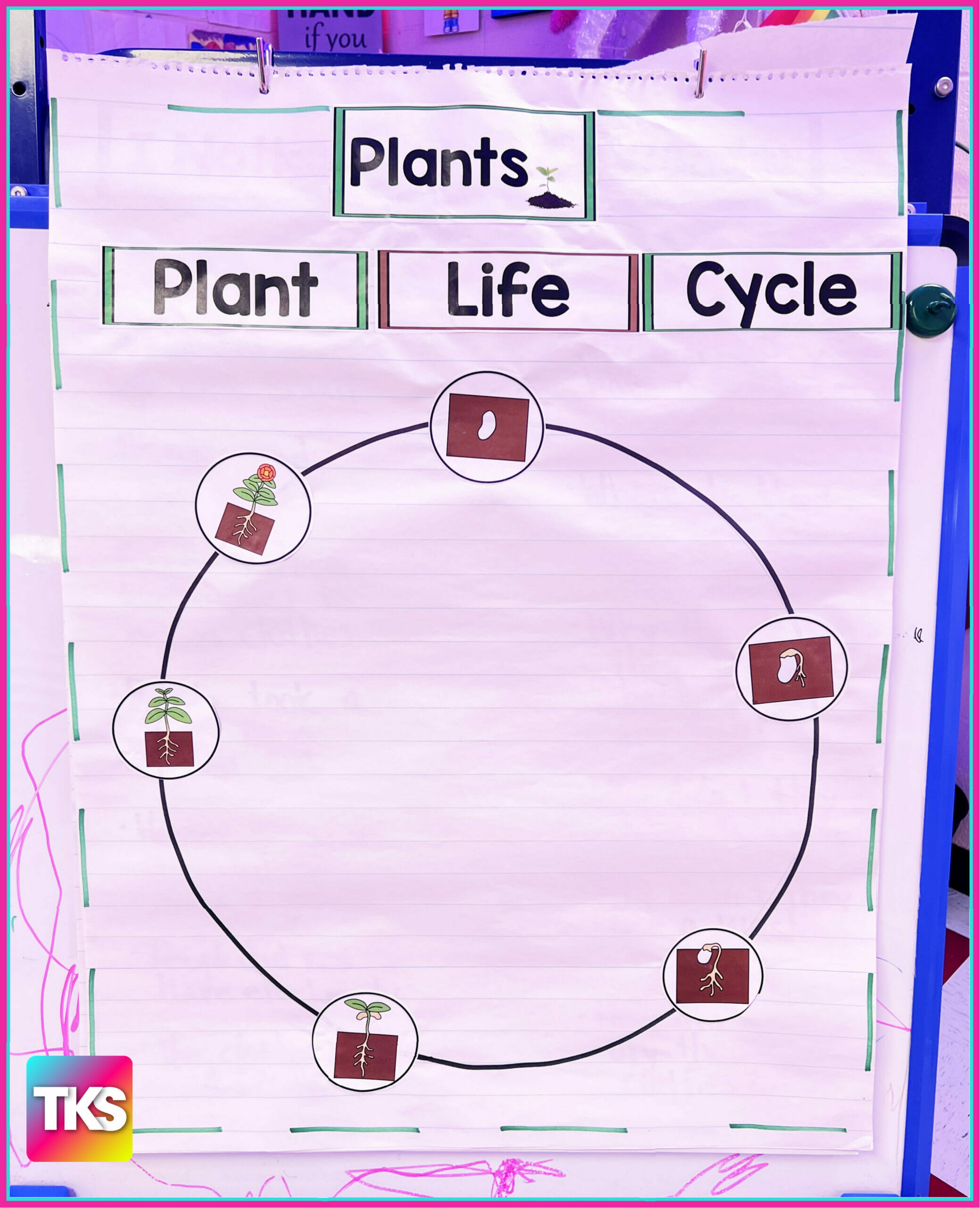 learning-about-life-cycles-scaled – The Kindergarten Smorgasboard